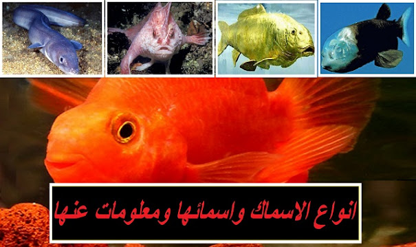 انواع الاسماك واسمائها ومعلومات عنها Fish species, their names and ...
