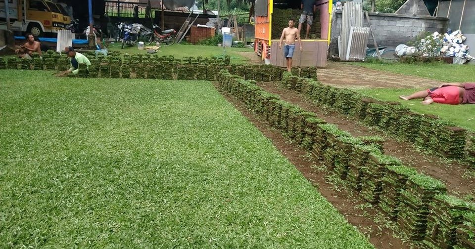 Harga Gebalan Rumput Per M2 Permeter Persegi - JUAL RUMPUT TAMAN