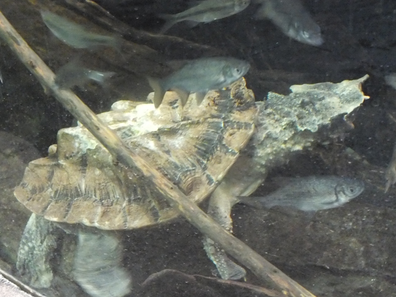 The Zoo Review: Species Fact Profile: Mata Mata (Chelus fimbriatus)