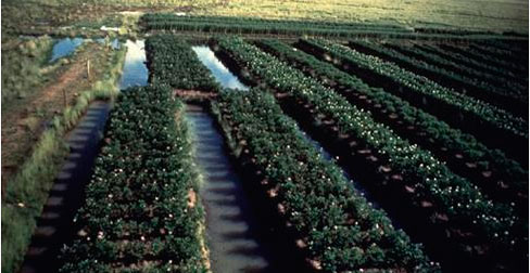 CAMELLONES: UBICARSE POR ENCIMA DE LAS INUNDACIONES ES JUSTAMENTE LA ...