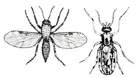 Sweet Itch In Horses: Causes of Sweet Itch