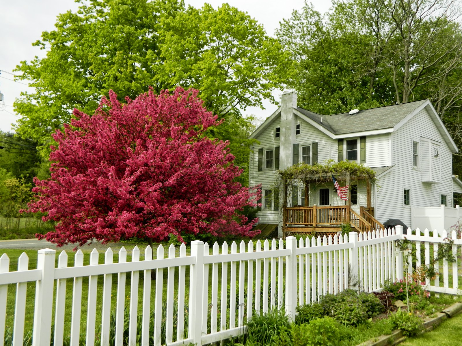 Pam's English Cottage Garden: Three Dwarf Trees for my Cottage Garden
