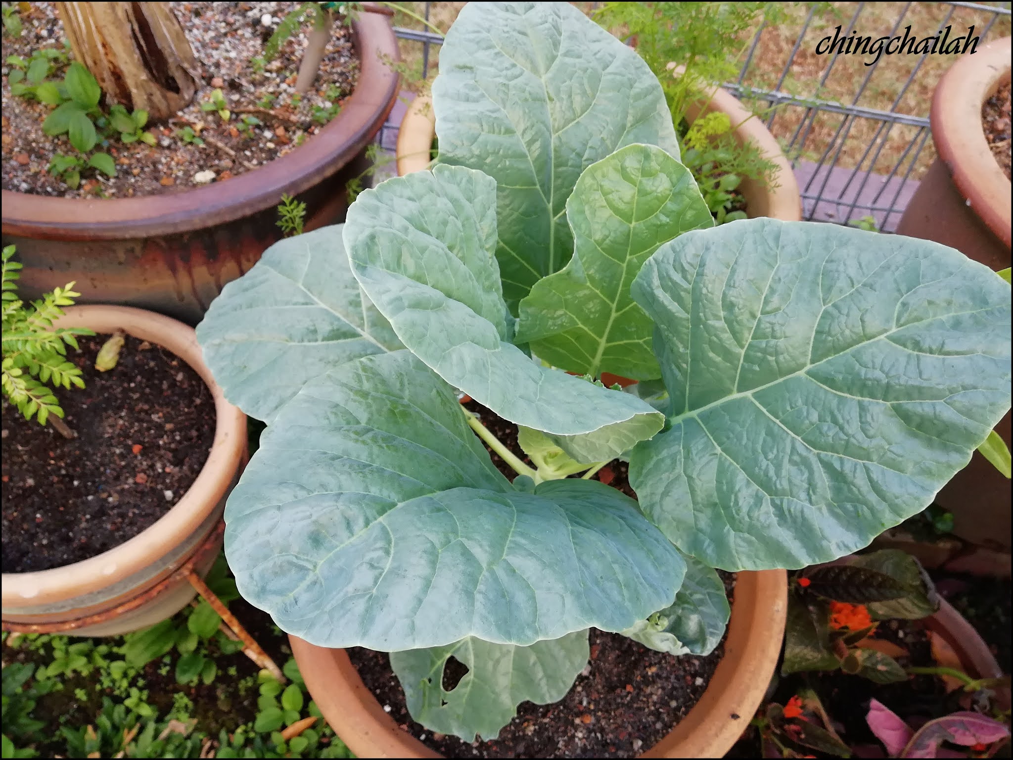 Simple Living In Nancy: Hawker Food For Dinner @ Kafe Best Hillview, Ipoh