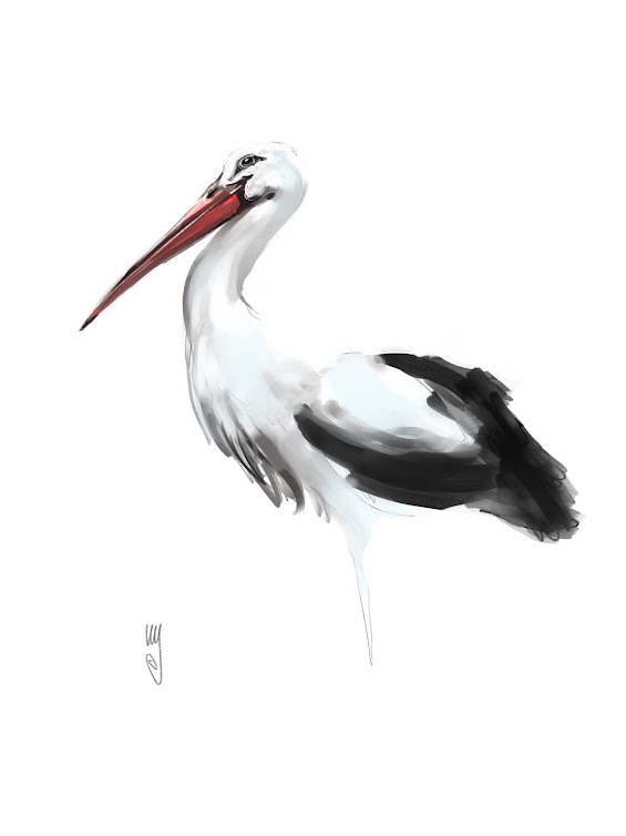 Birds: Storks