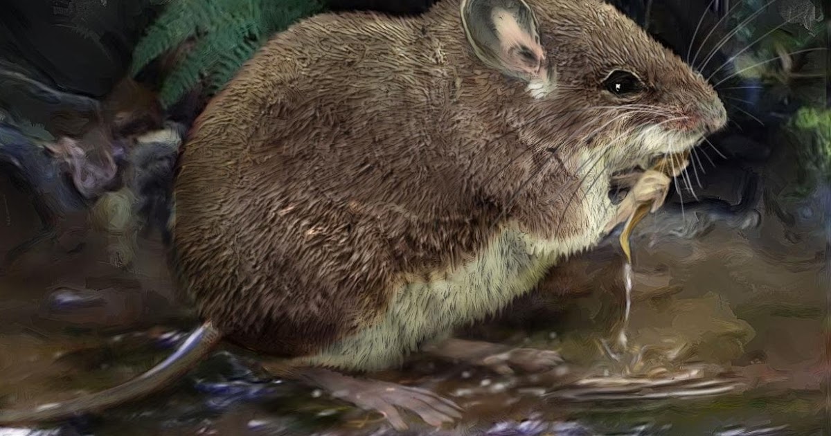 Species New to Science: [Mammalogy • 2020] Integrative Taxonomy and ...