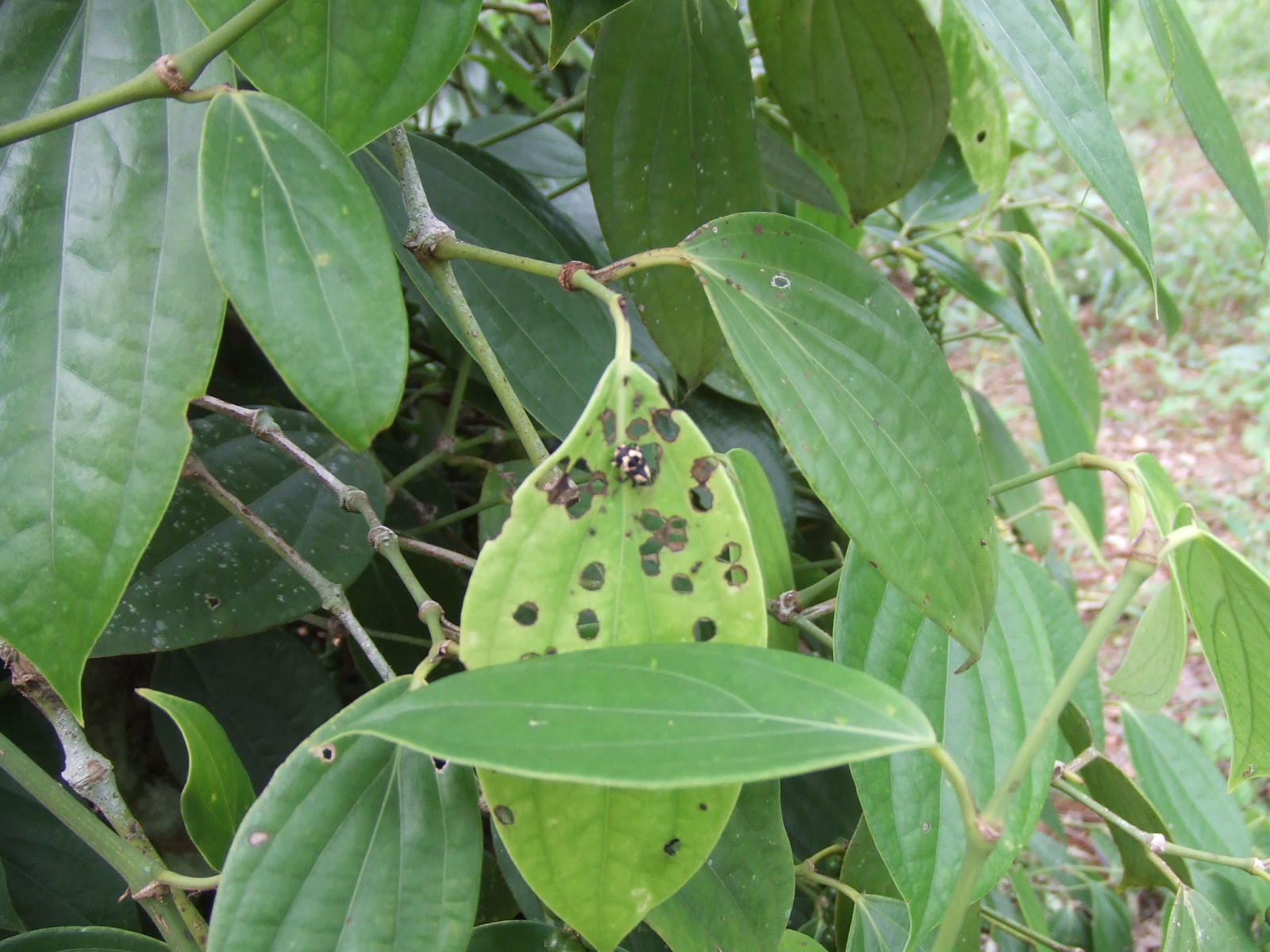 Buenos días pimienta: 07/22/19