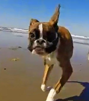 Two Legged Dog, Duncan Lou Who, Enjoys First Day at Beach in Sweetest ...