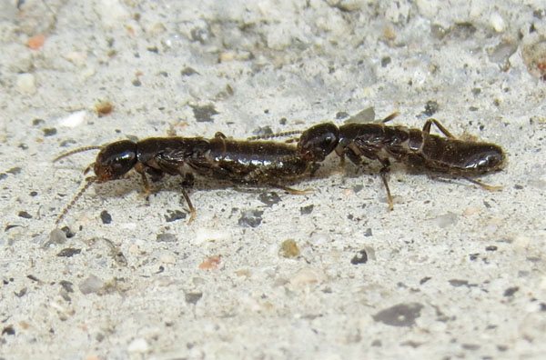 Laron, Serangga Terbang Pendiri Kerajaan Rayap | RE Tawon