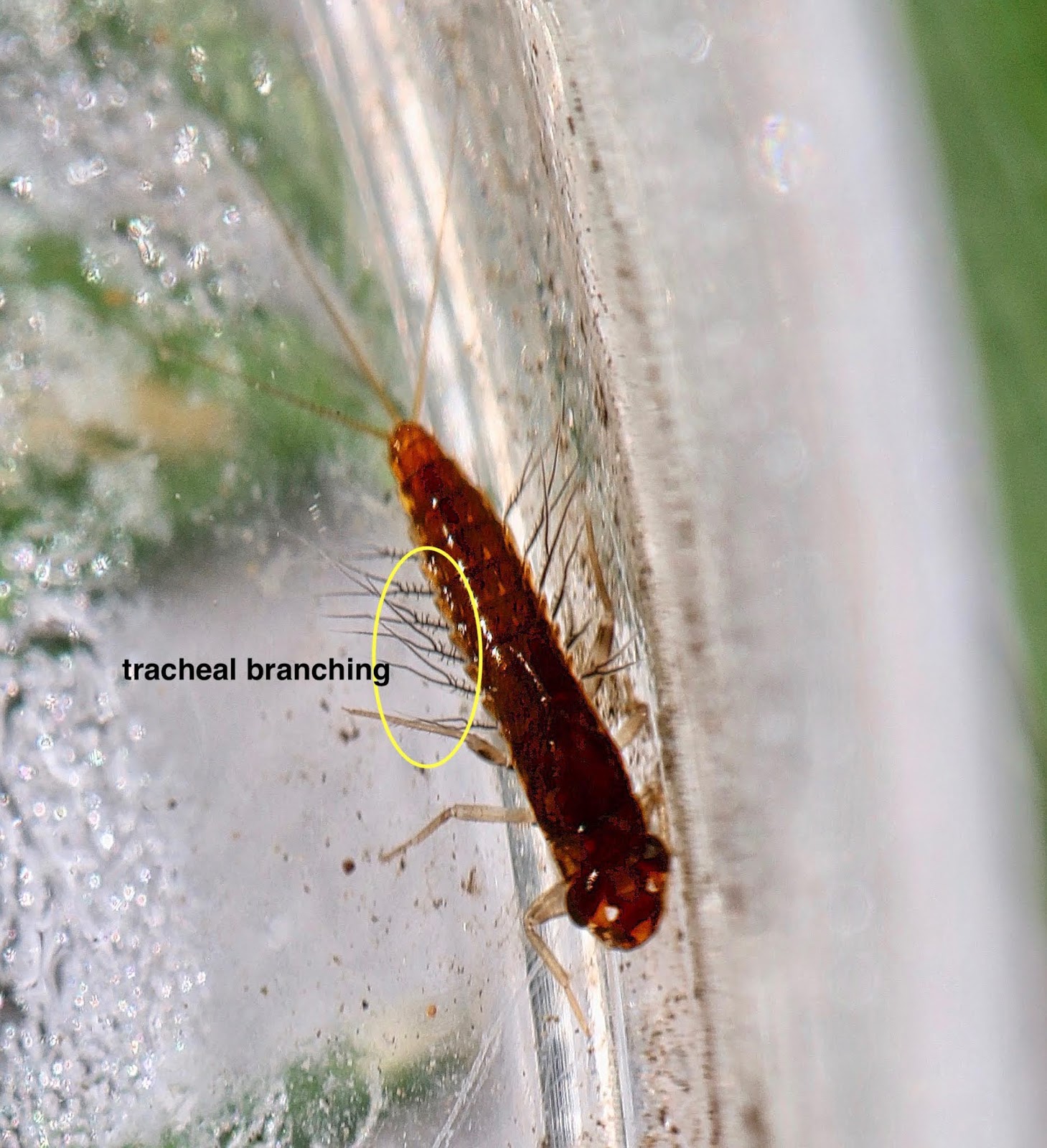 Aquatic Insects of Central Virginia