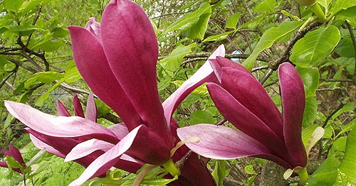 WORLD OF MAGNOLIAS: Magnolia liliiflora