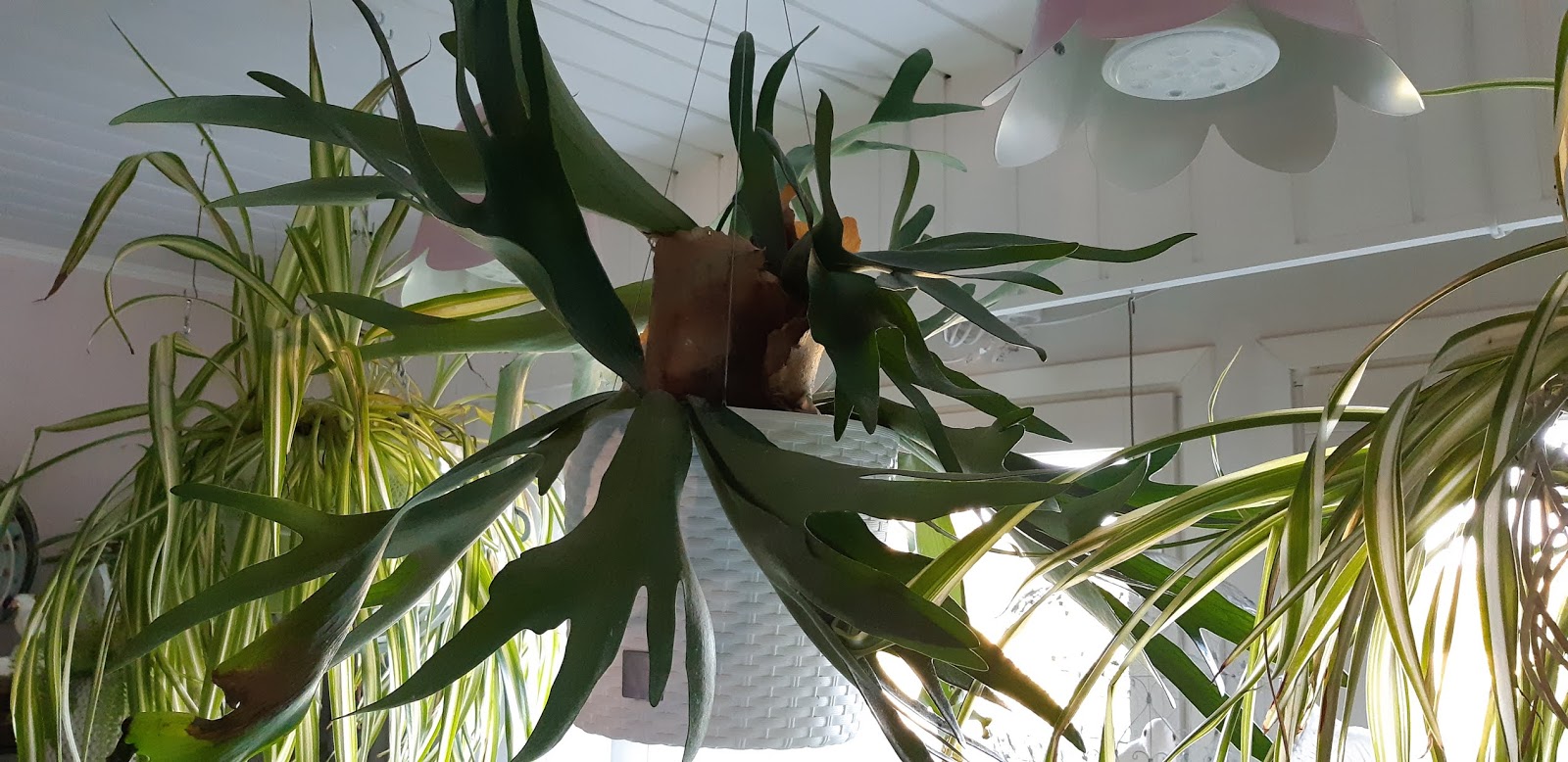 Tulihan Tehtyä: Viherkasvit