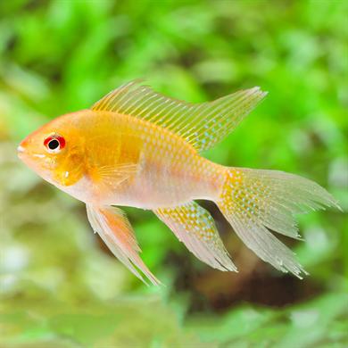 poisson mikrogeophagus ramirezi aquarium ~ poisson