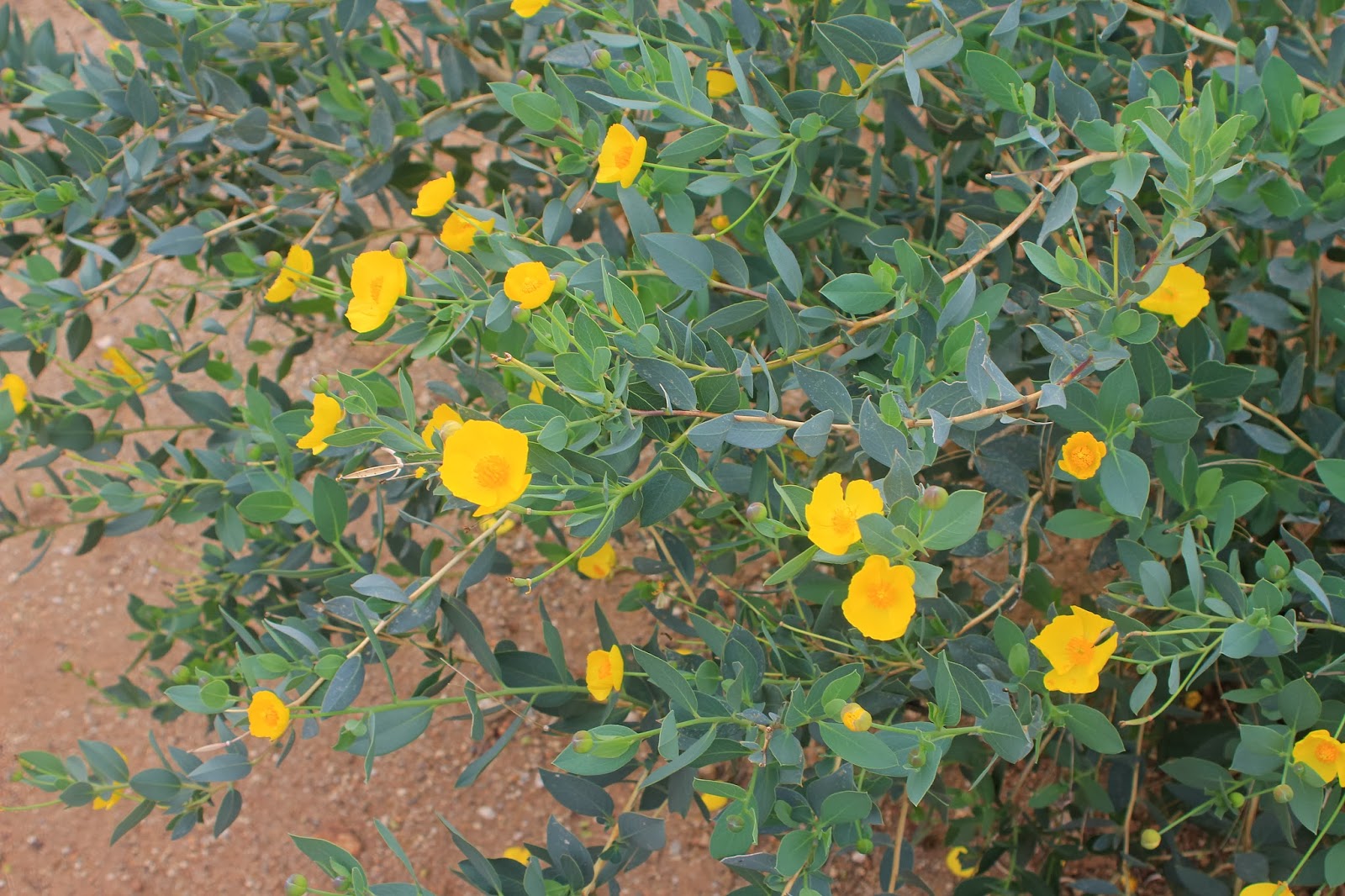 Camissonia's Corner: A Requiem for Winter (oh, wait - we just got 11 ...