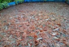 Pemberian Pakan Lele | Farm Lele Blog