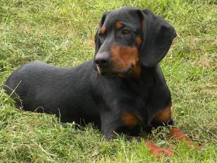 Brandlbracke Dog Training