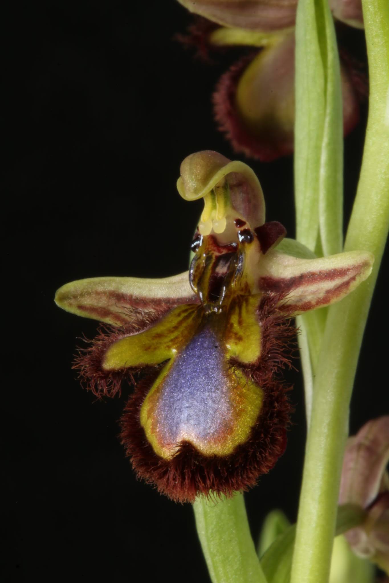Ophrys speculum Link