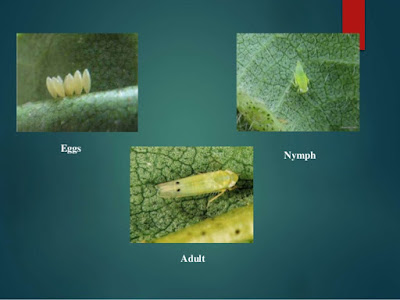 Jassids Live Video On Cotton Crop - Agri Tech Guru