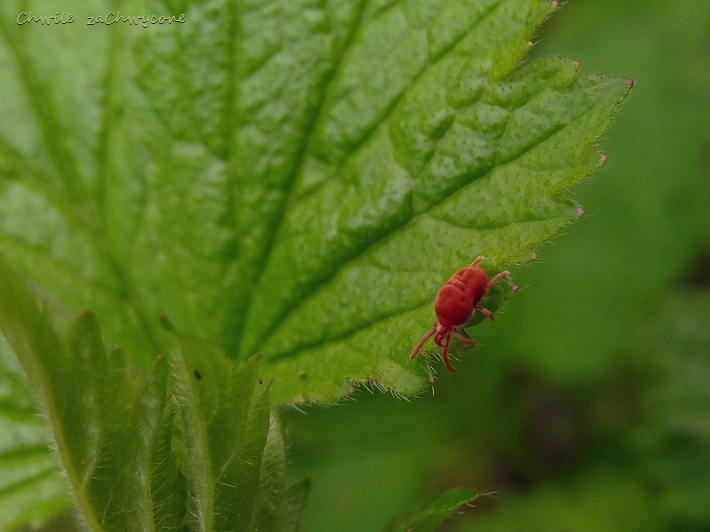 Chwile zaChwycone: Lądzień czerwonatka - wielki roztocz