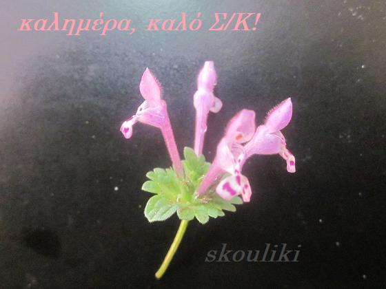 ΟΝΕΙΡΕΜEΝΑ ΧΡΟΝΙA: Καλημέρα και καλό Σ/Κ!