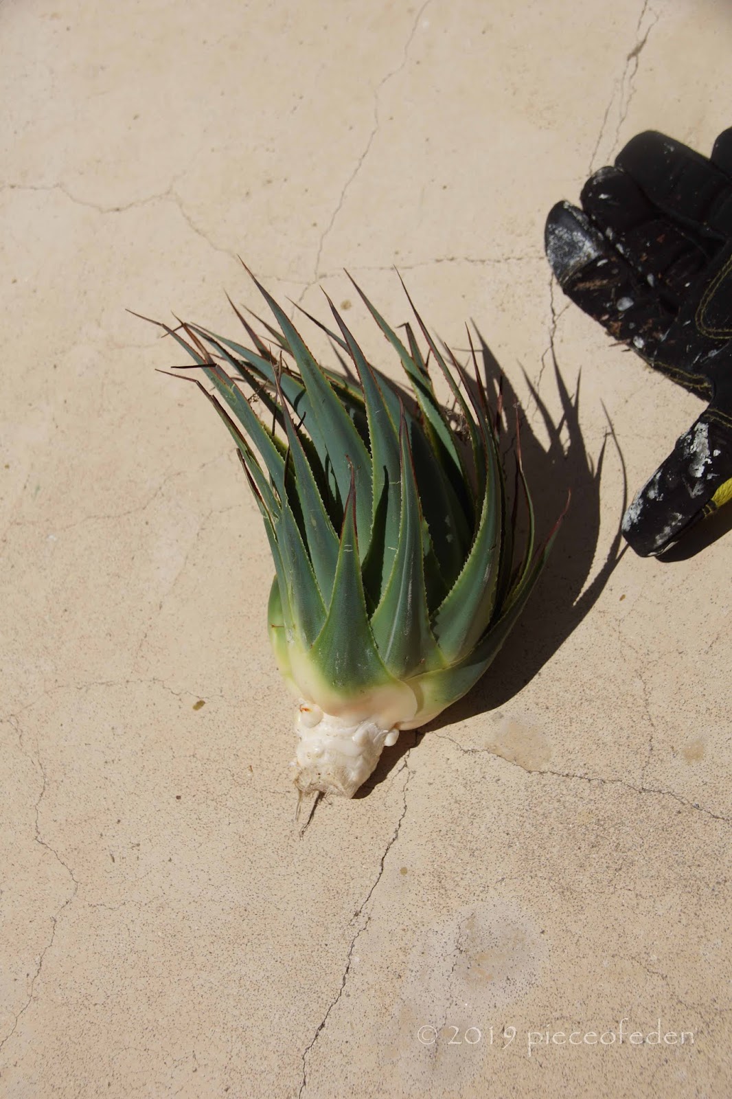 Agave 'Blue Glow' Side Shoots Will Root And Other 'Blue Glow' Growing ...