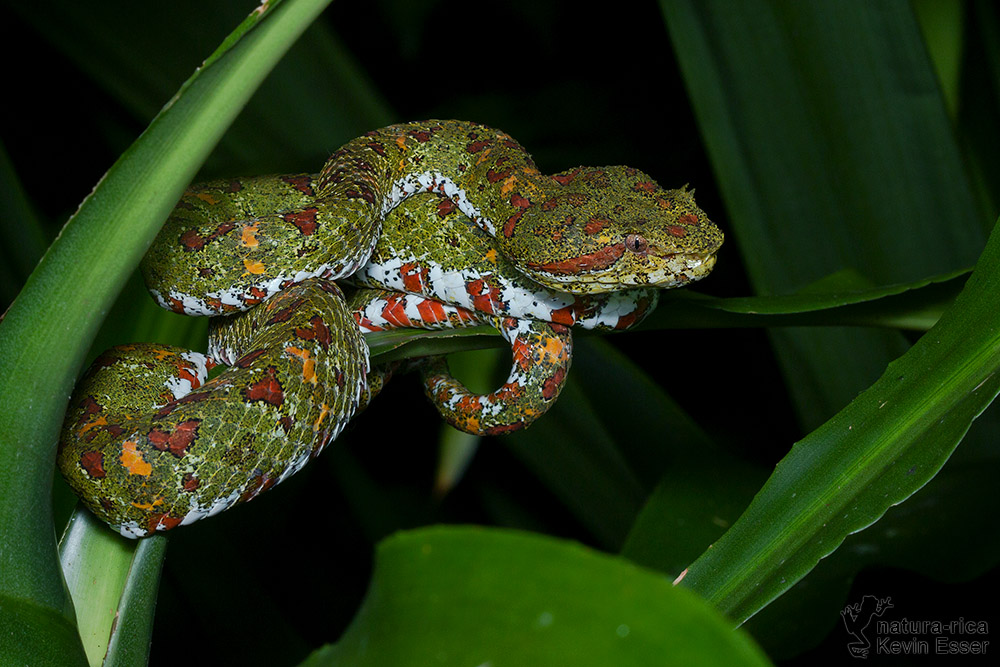 nature photography + herping : Variable Viper