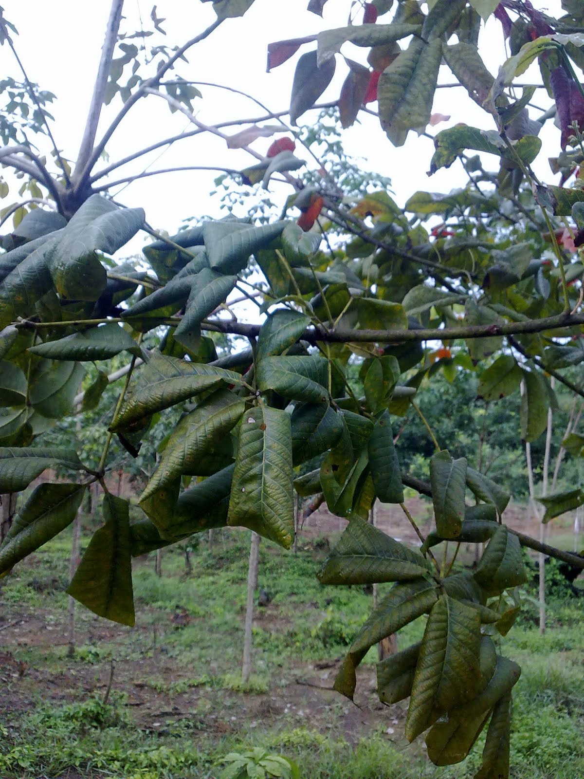 Lekir Agro: Projek 1 Tanaman Getah