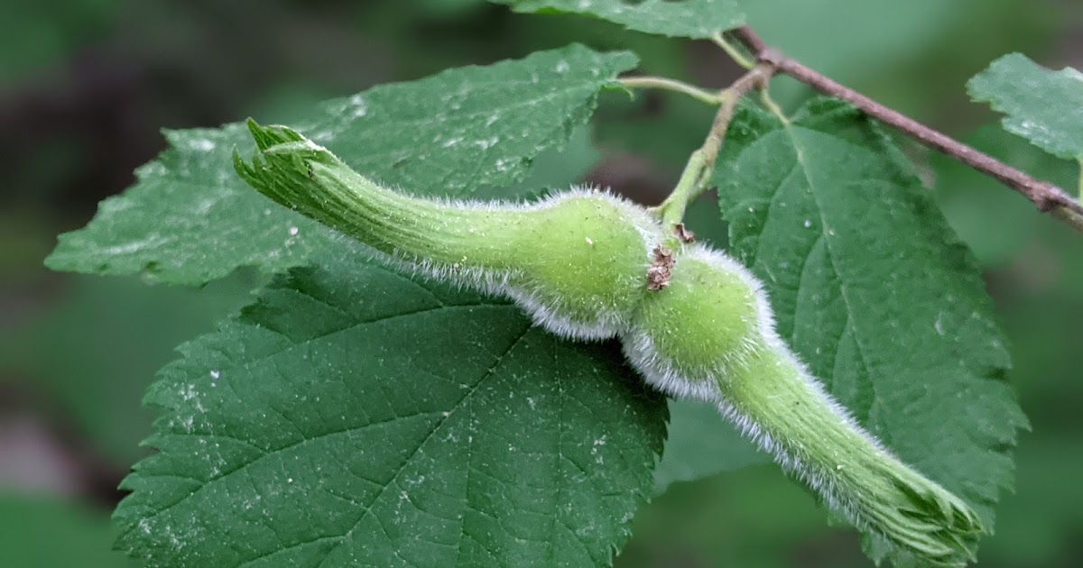 Vignettes:: Fuzzy Nuts