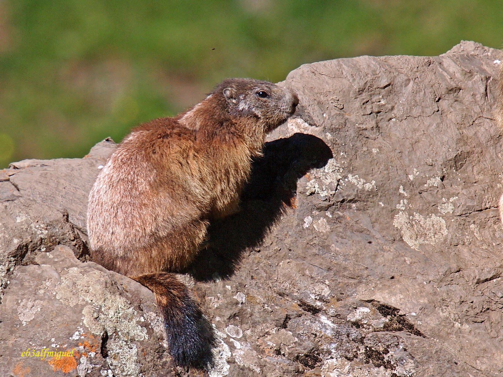 Miguel fotografia: Marmota (Marmota marmota)