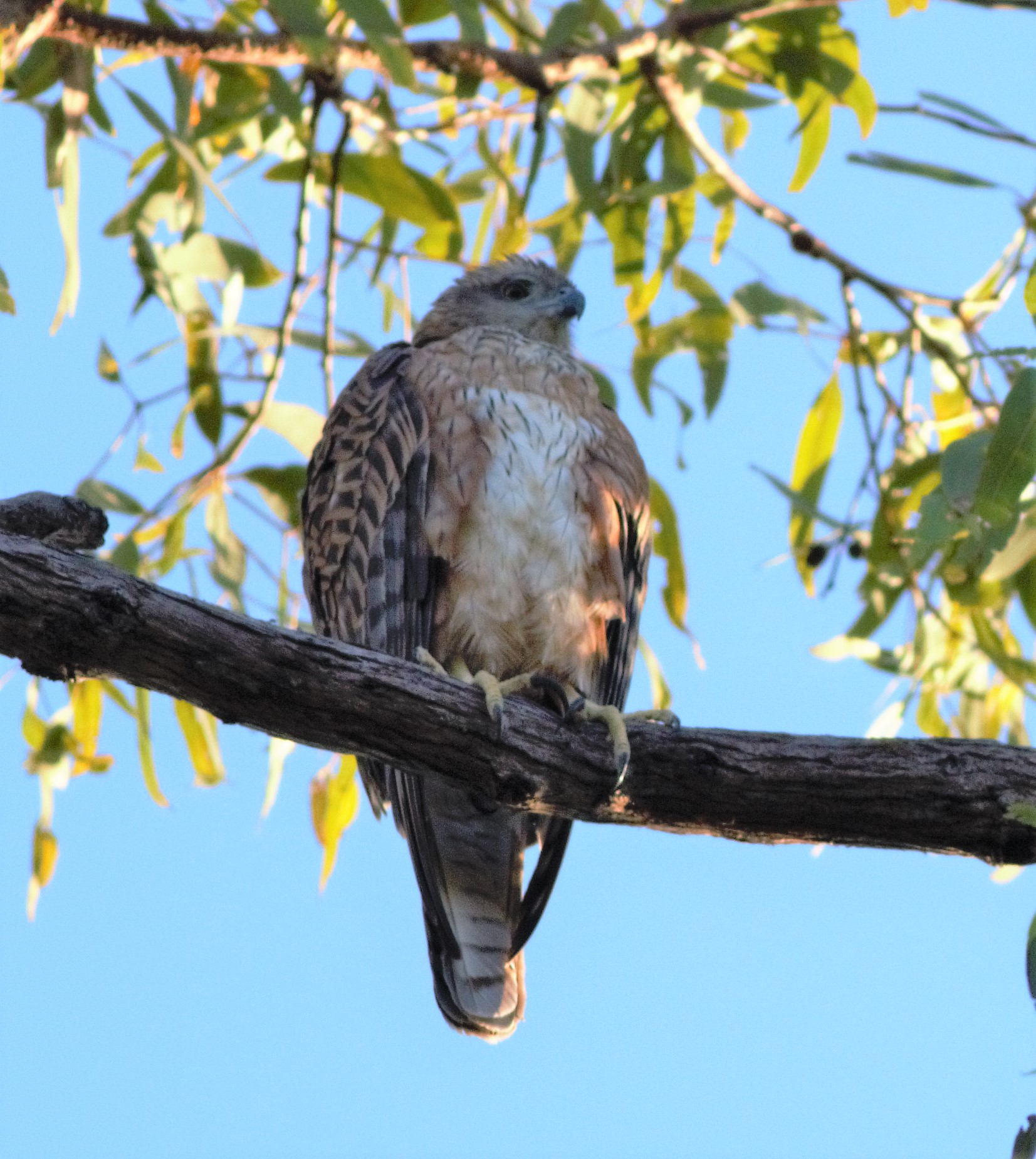 sunshinecoastbirds: North Queensland Road Trip Winter 2020 – Red ...