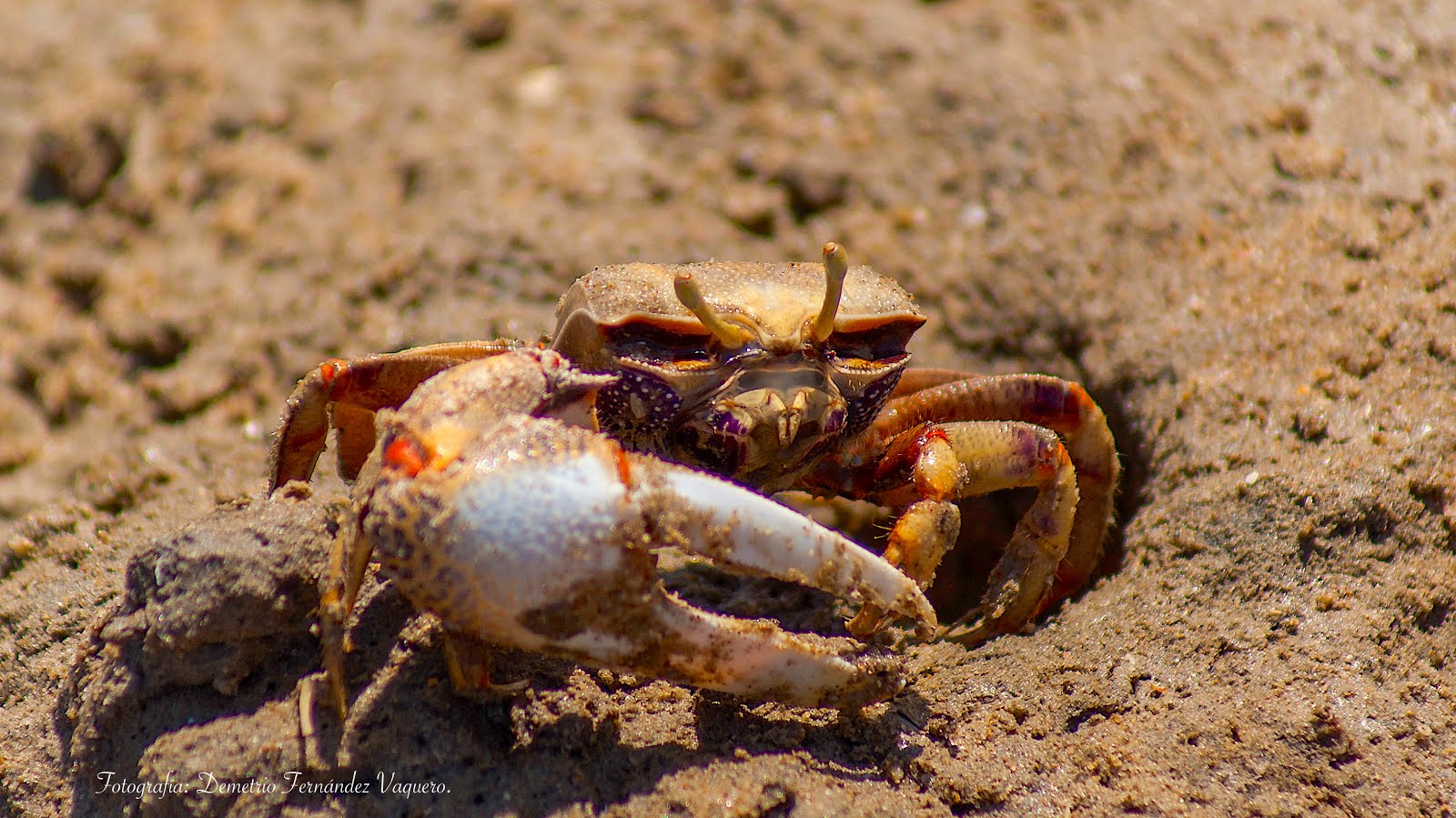 Cangrejo violinista (Uca pugnax) en Marisma de Los Toruños, Parque ...