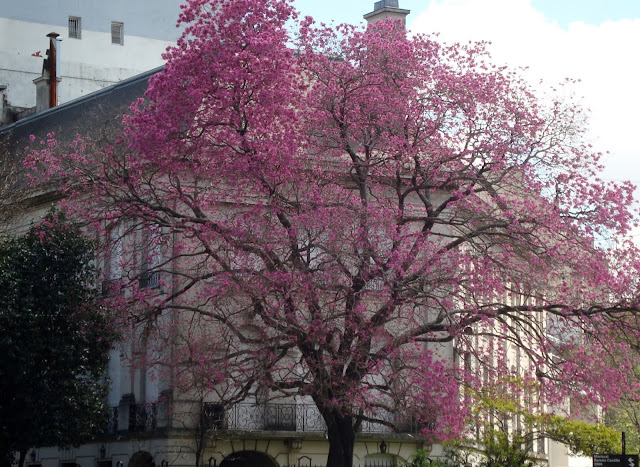 Springtime 2019: Lapacho trees in bloom | My Buenos Aires Travel Guide