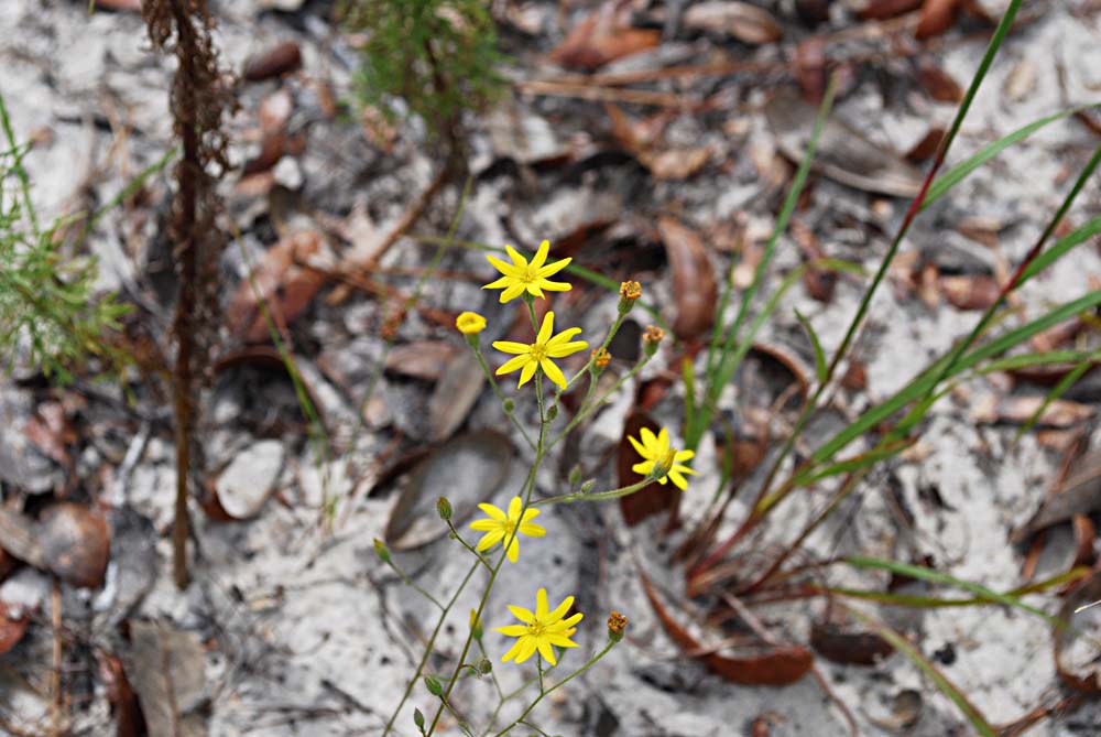 Space Coast Wildflowers: 2011 Wildflower Symposium, October 15, 2011