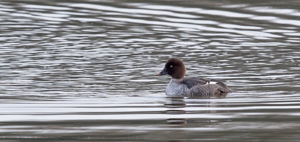 MONTGOMERYSHIRE BIRDS: Powis Castle 4th Jan