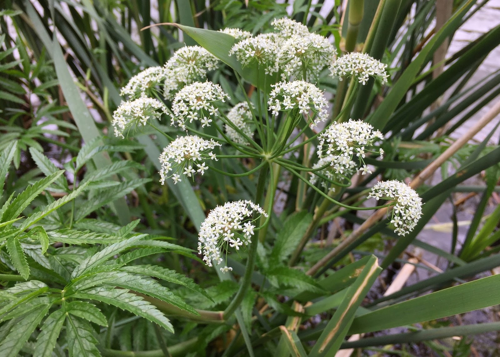 part-time Naturalist: Cicuta virosa L. Burton Mill Pond, West Sussex