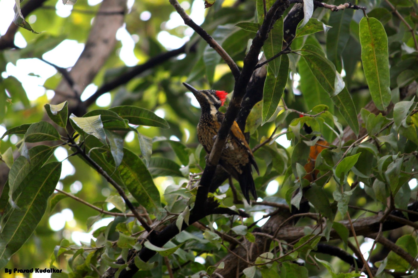 Wild Life Photography in Maharashtra: Birds in Maharashtra