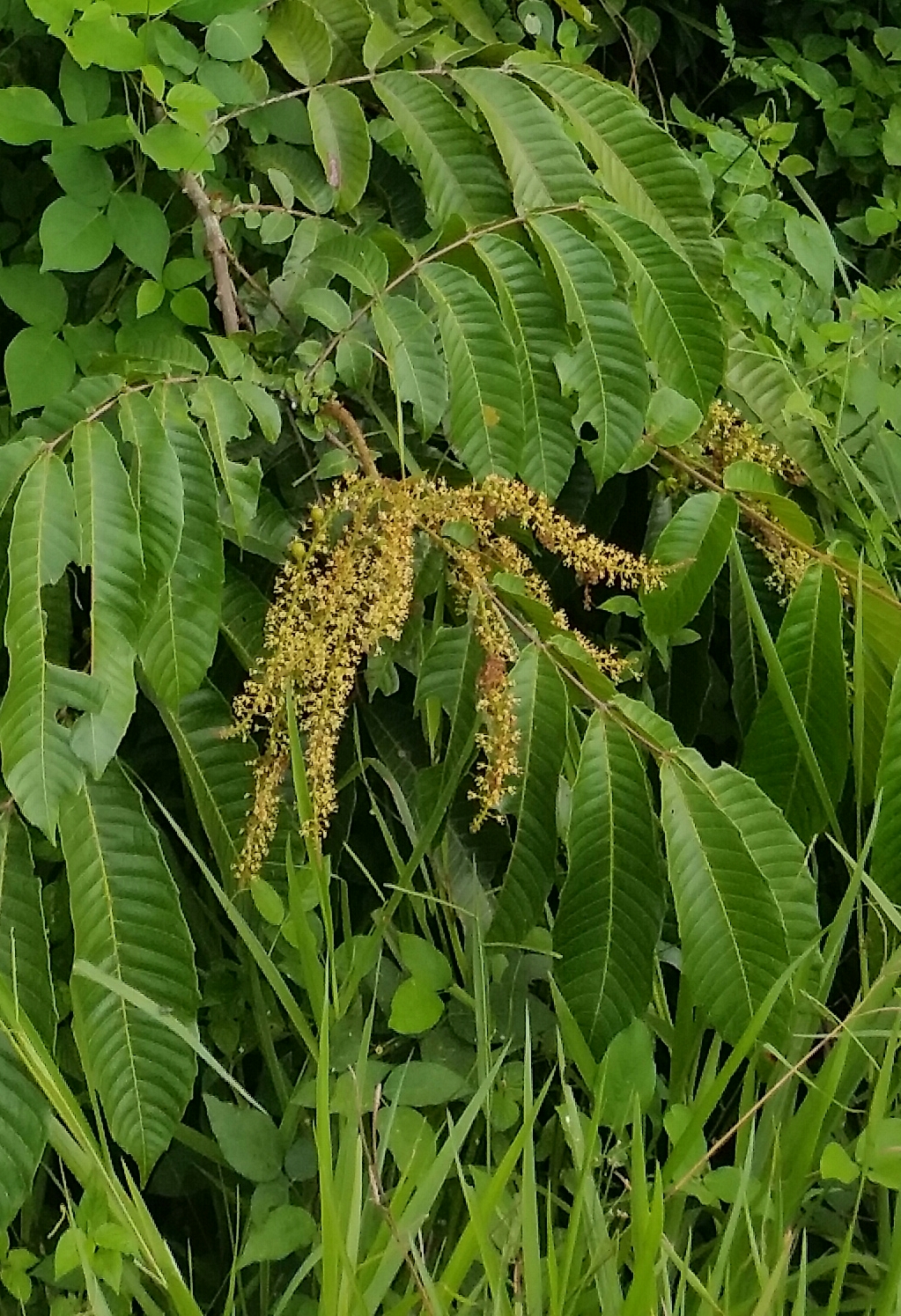 Warisan Petani: WW 48 : Bunga Longan Brazil