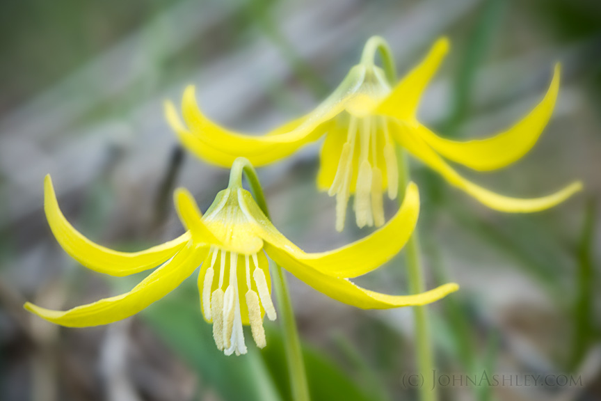 Wild and Free Montana: Snow Lilies for Mothers' Day