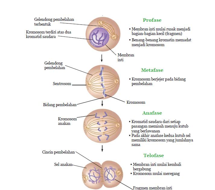 Pembelahan Mitosis : Tahapan pembelahan Mitosis