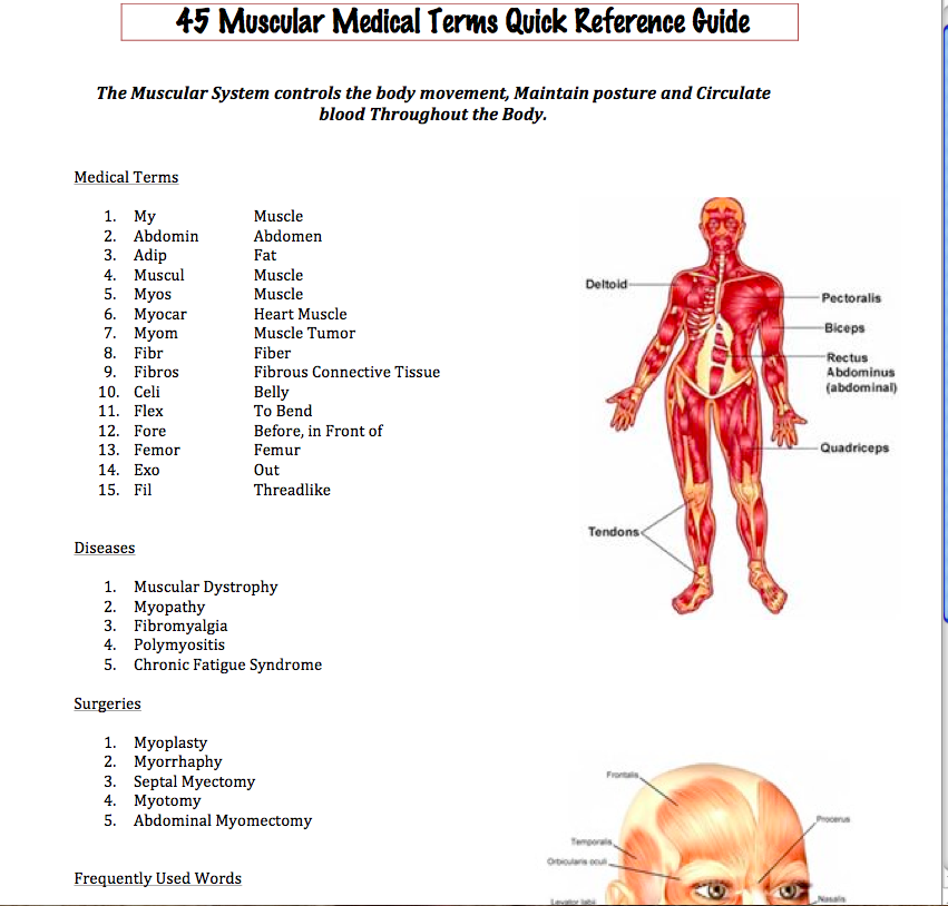 Easy Medical Terminology : New Muscular System Reference Guide Download