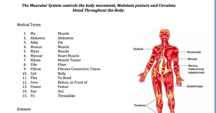 Easy Medical Terminology : New Muscular System Reference Guide Download