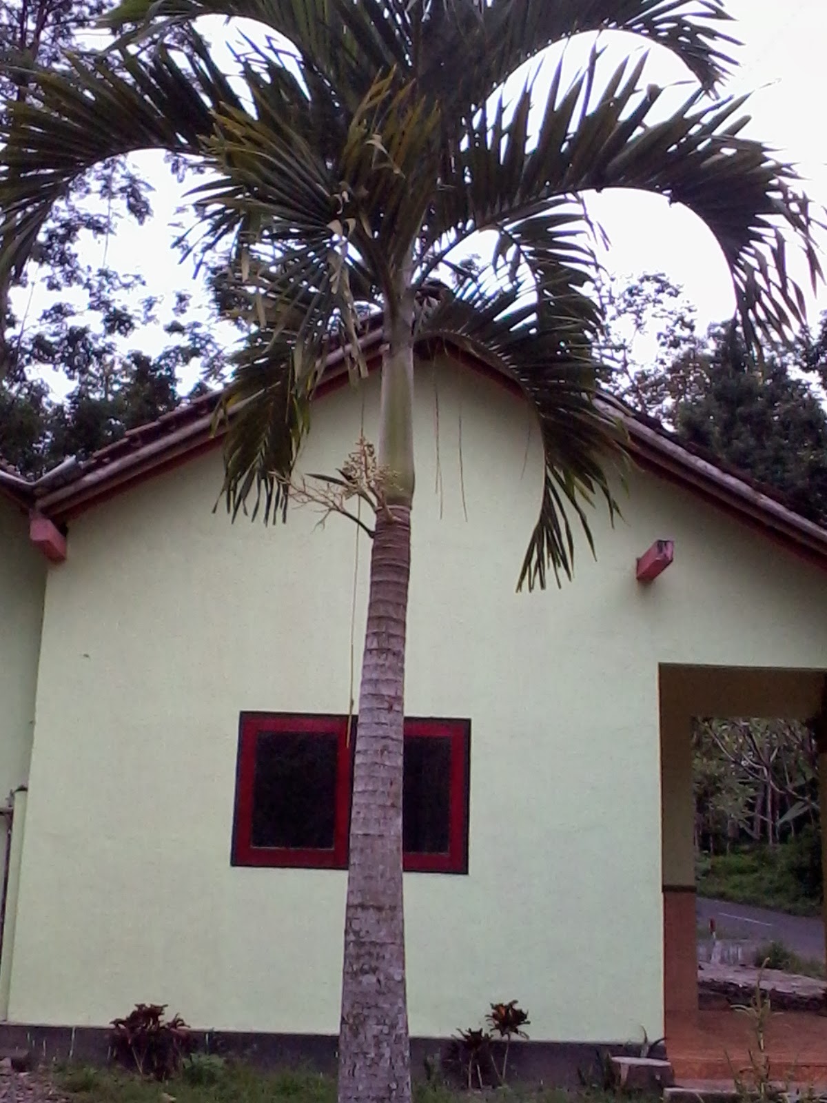 Palem Putri (Pohon Palem Putri) ~ Arya Flower Landscape