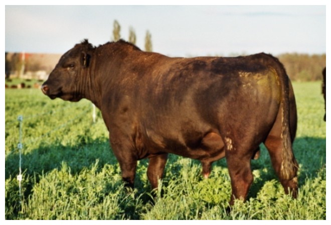 Generalidades de la Ganadería Bovina.: Aberdeen Angus