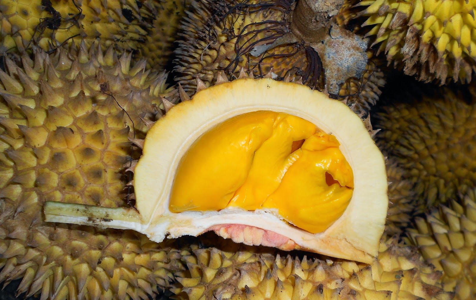 FREELITTLEBRAIN: Indigenous Durian in Sarawak