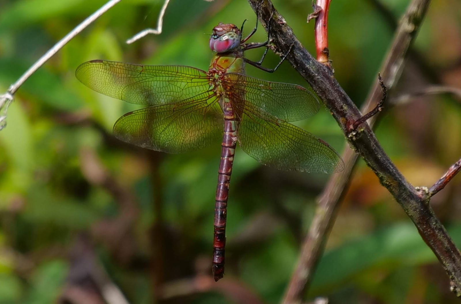 Birding and Dragonfly Videos