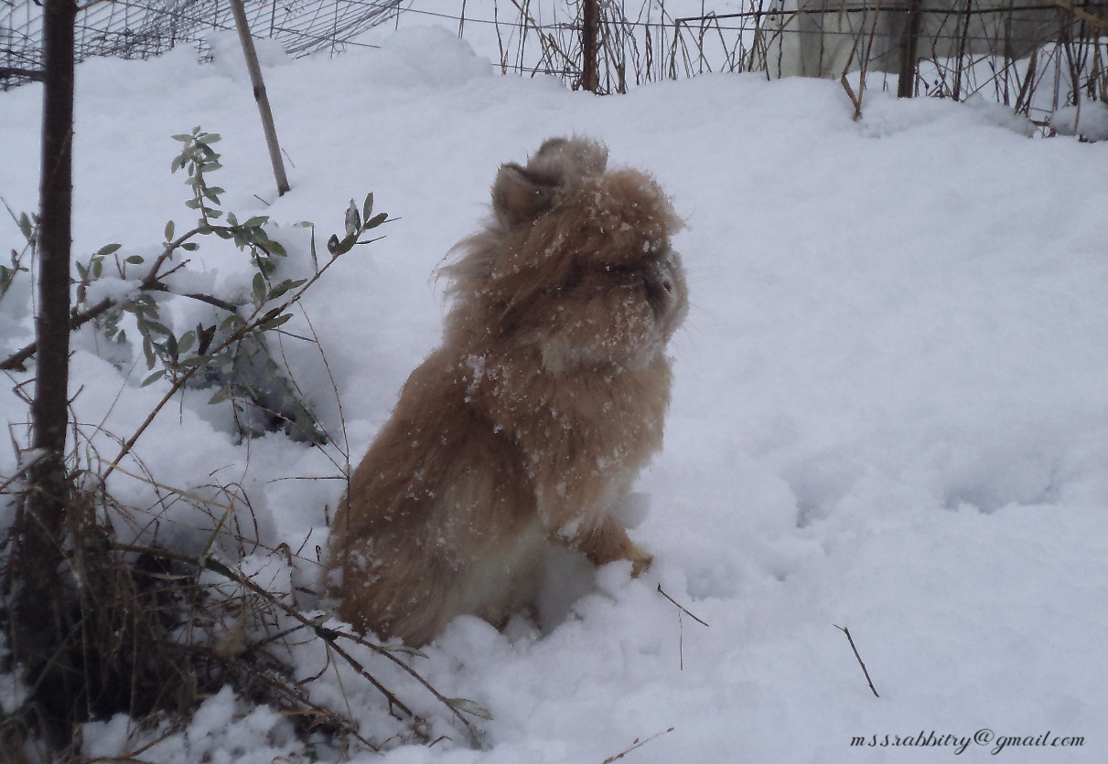 My Small Secret Rabbitry: First Pics Of 2021