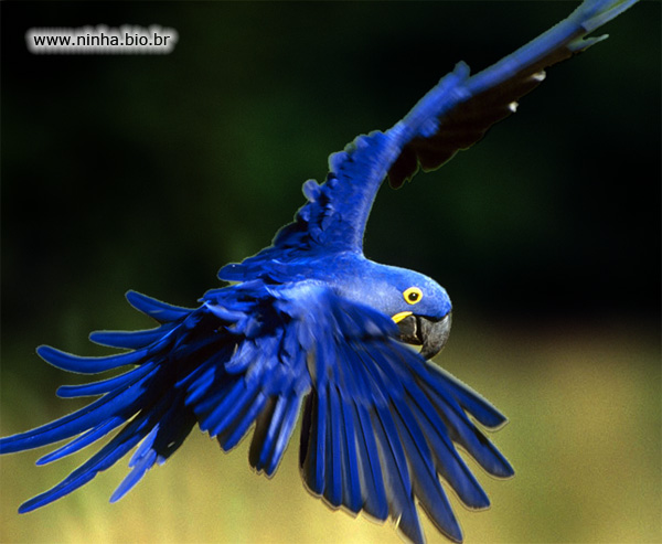 Arara Azul Fotos e Imagens - Imagens de Animais