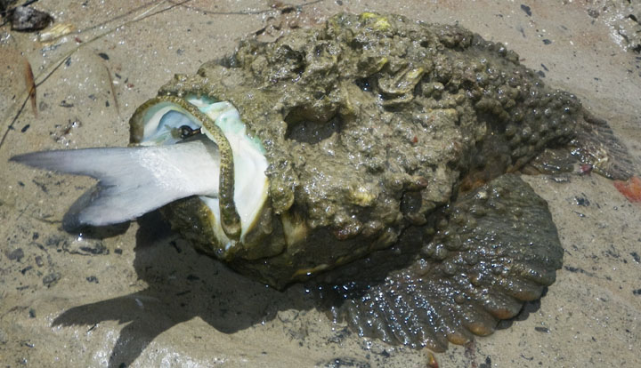 The Rambling Expat.: The Stone Fish.