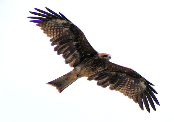 More glimpses of unfamiliar Japan: Tombi, Japanese Kites (the birds)