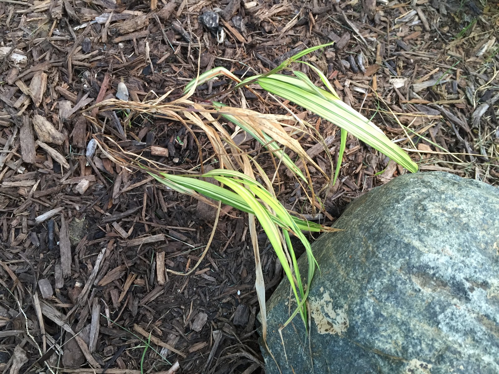 Japanese Forest Grass Finally Taking Root [Backyard Neophyte ...