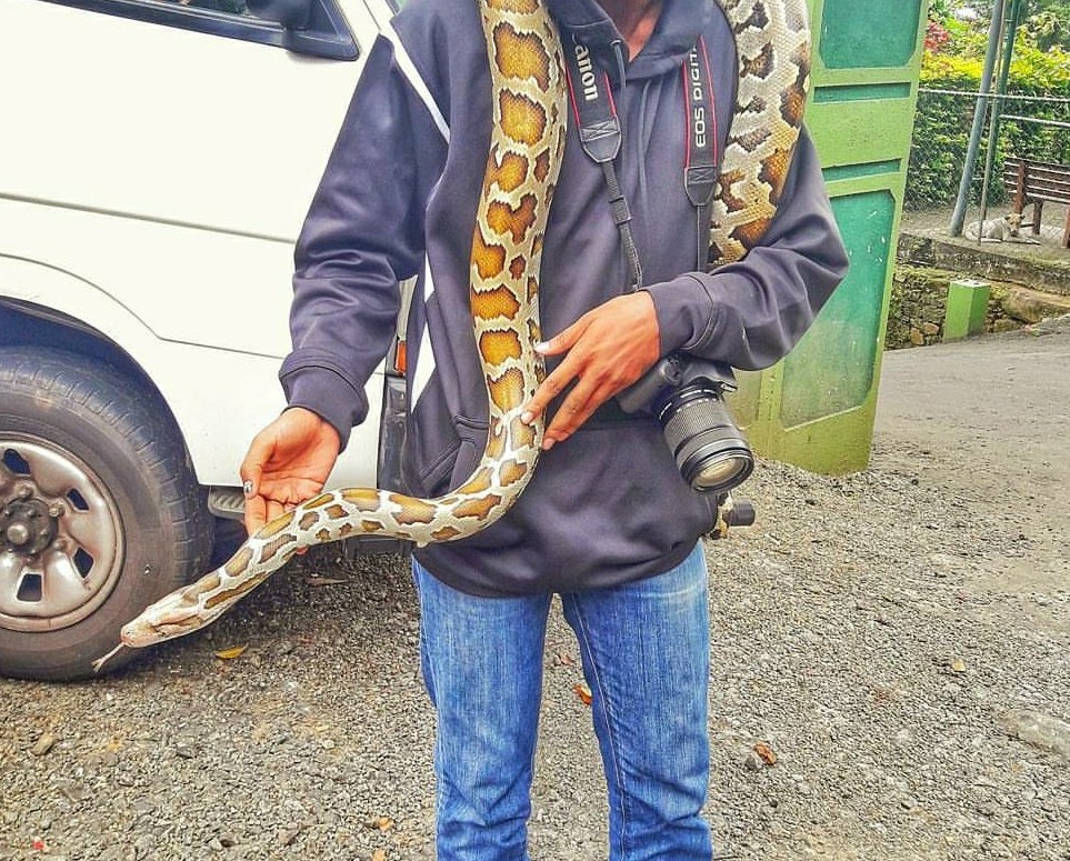 Viper or Python? How to identify venomous Russell's Viper and non ...